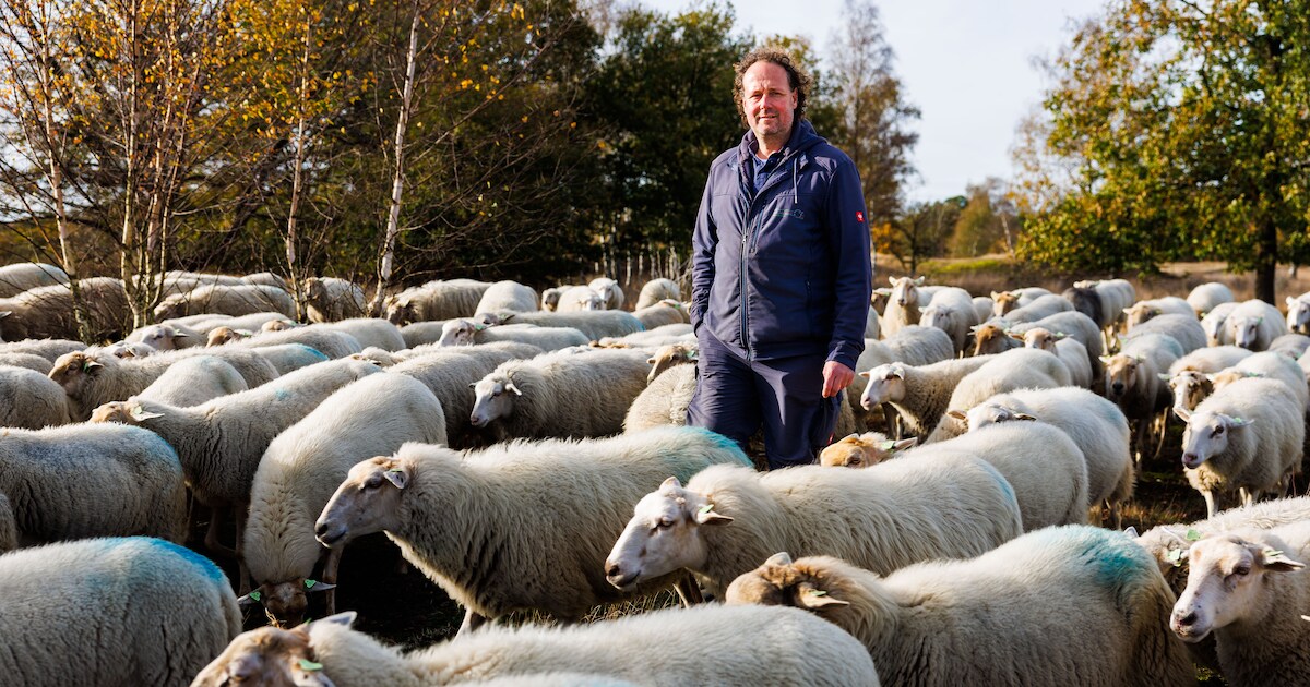 Dood van knutten geeft schapen kans op overleven: ‘Het voelt als ...