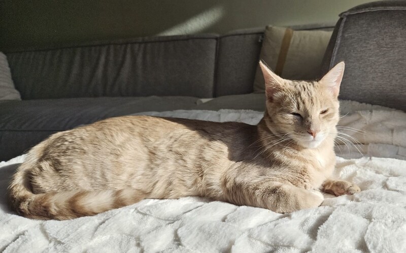 Heb jij Fenix gezien? Dit huisdier wordt in Boxtel vermist | Regio | BD.nl