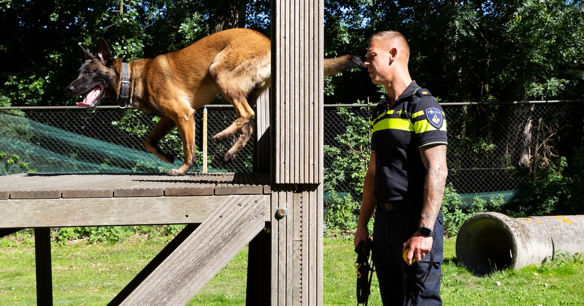 Politiehonden Waalwijk laten op steldag zien wat ze allemaal kunnen ...