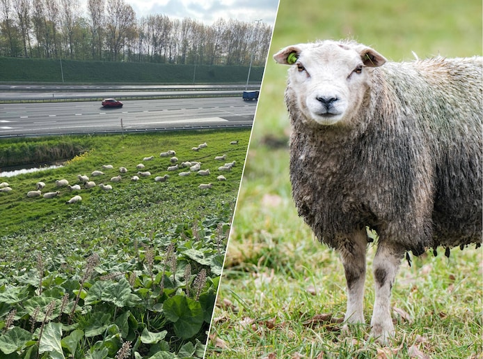 Opgejaagd schaap vlucht in pure paniek A16 op en wordt doodgereden ...